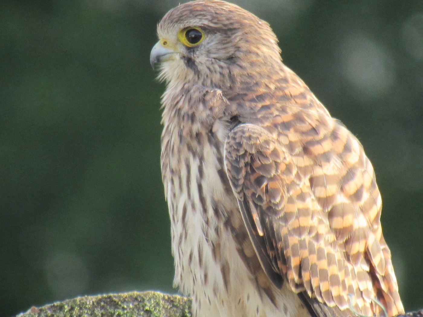 チョウゲンボウのメスが屋根にとまっていた: 日々の記録