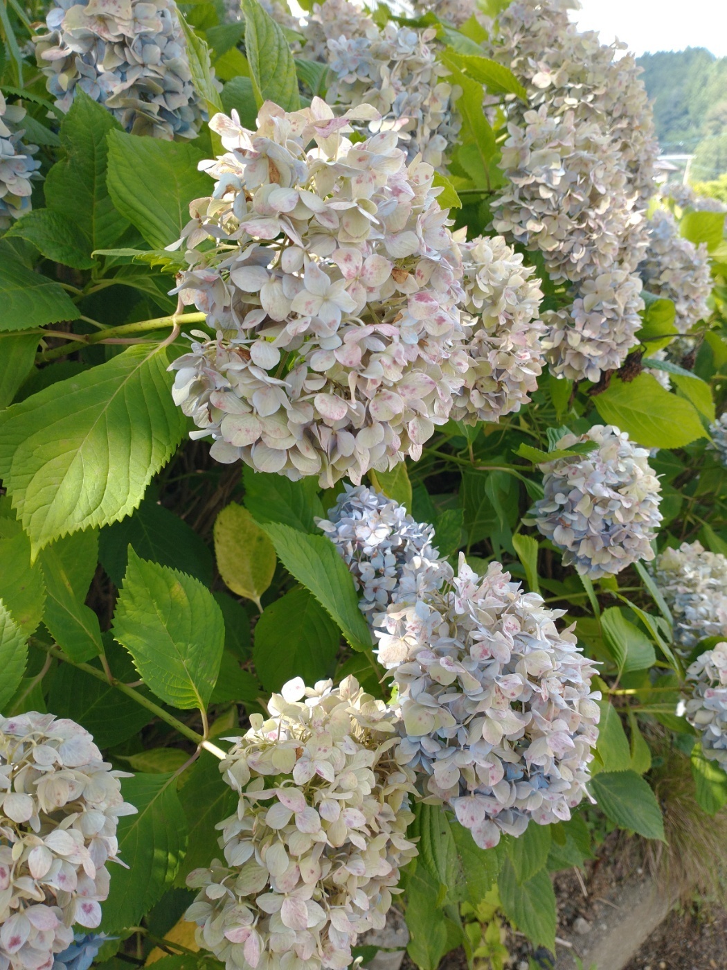 あじさいの花が: 日々の記録