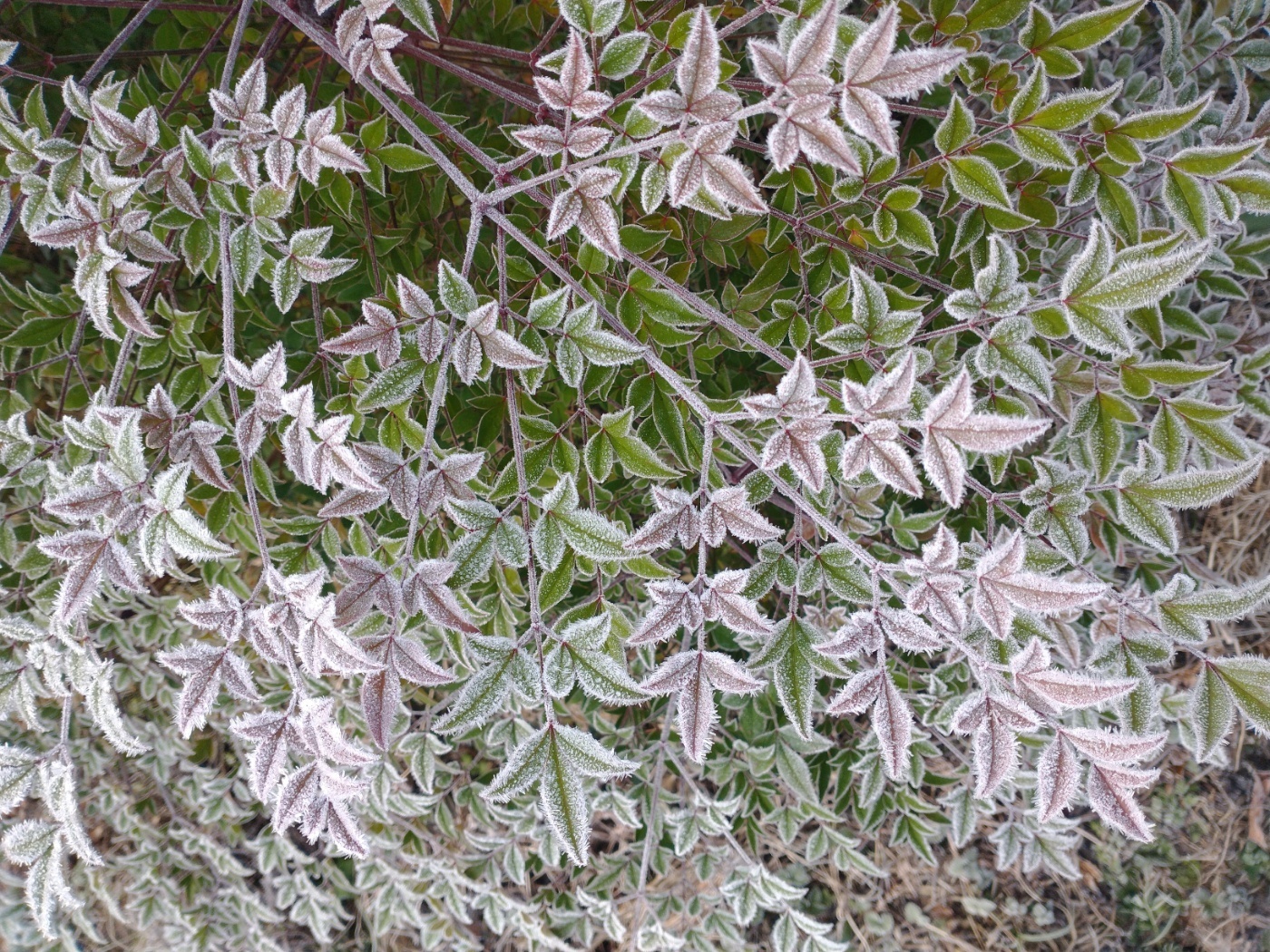 ナンテン: 日々の記録