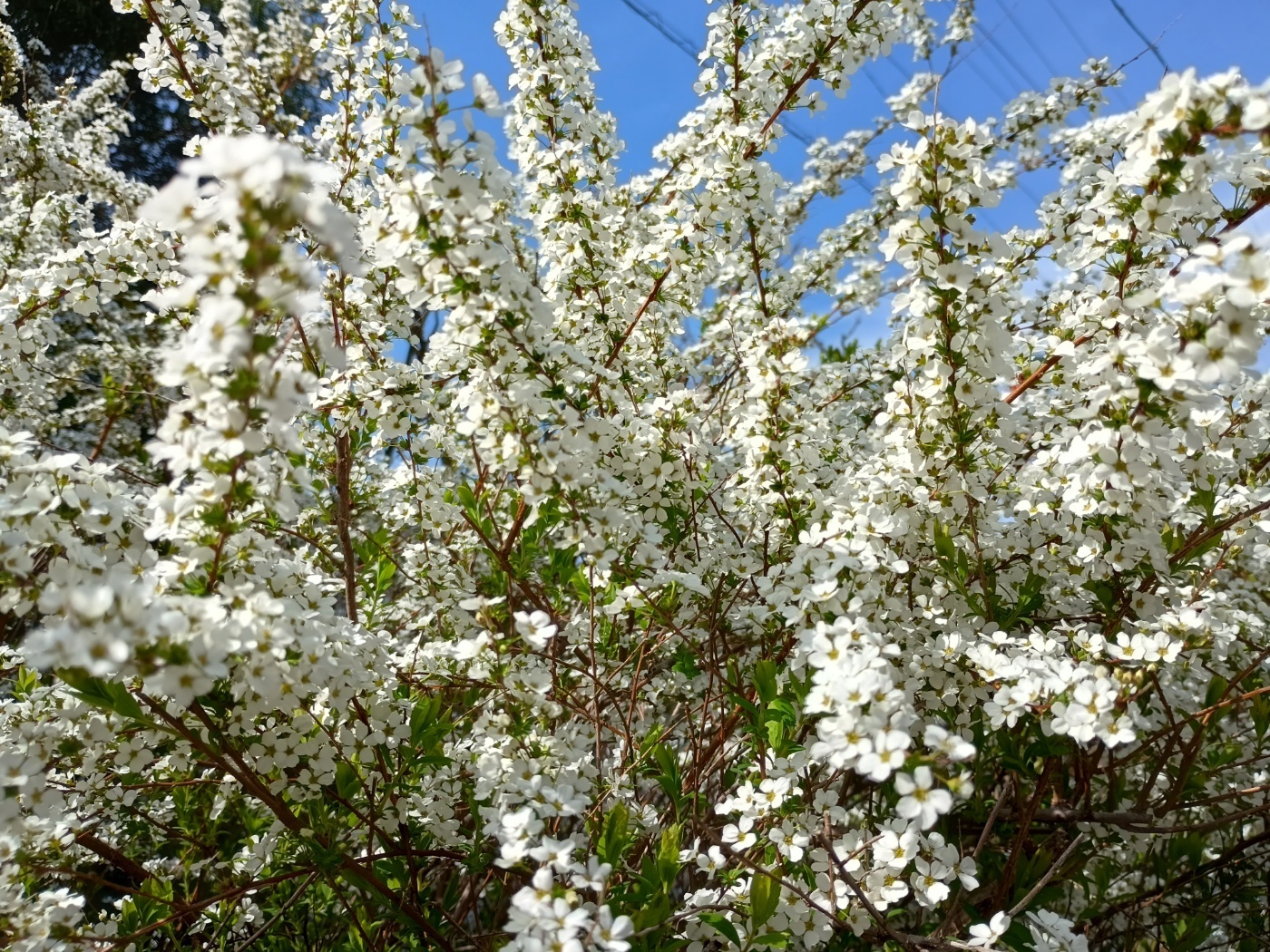 ユキヤナギもきれいですね: 子供が四人いるおじさんの日記